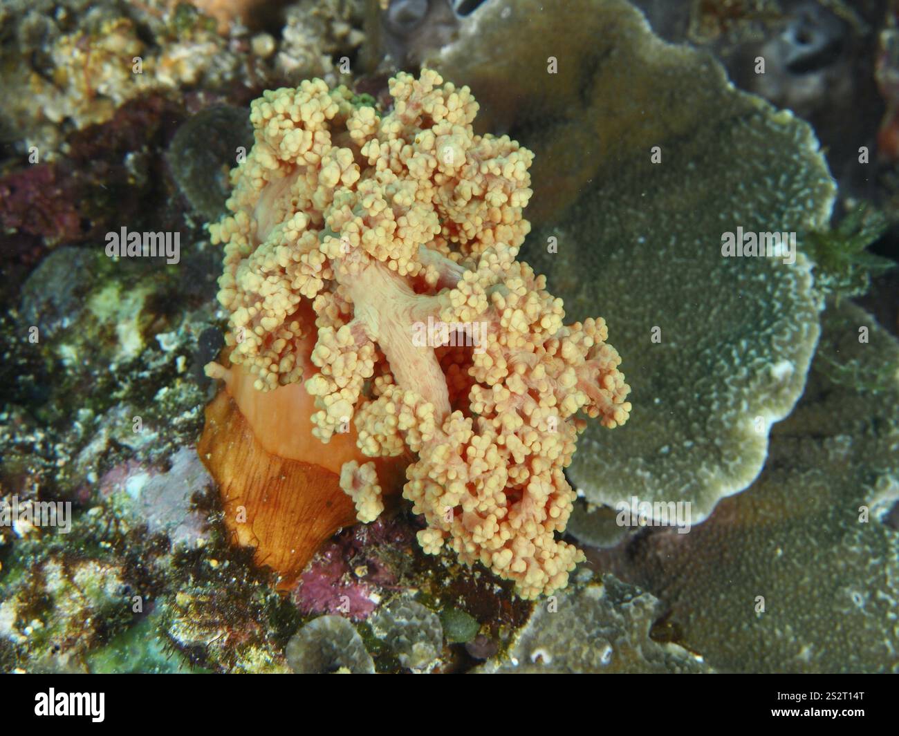 Yellow tree coral (Dendronephthya) in the middle of a lively reef, dive ...