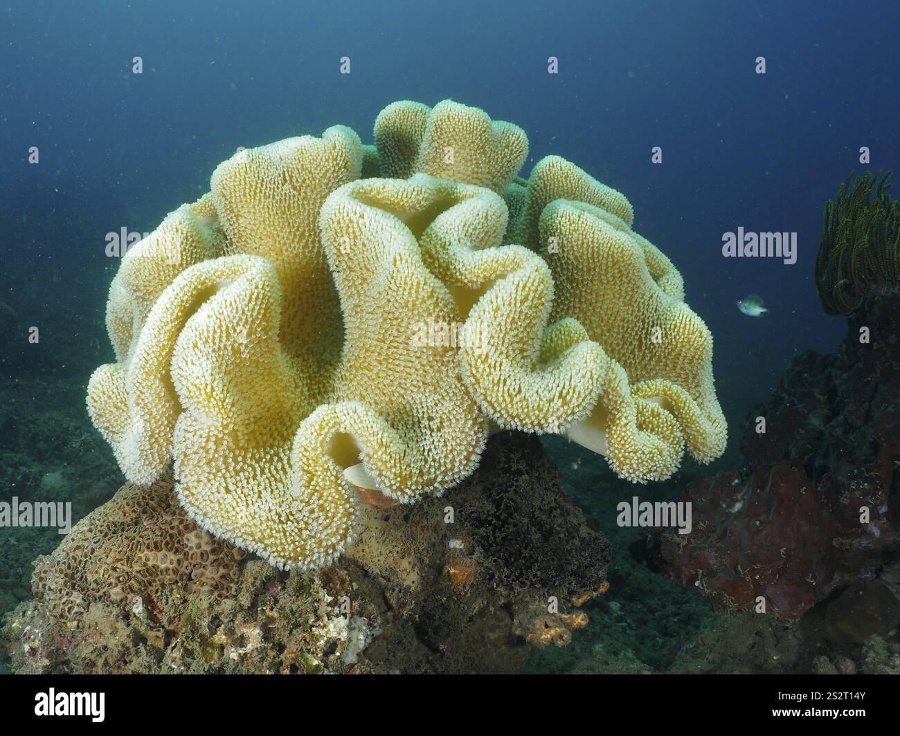 Large coral reefs on seabed hi-res stock photography and images - Alamy