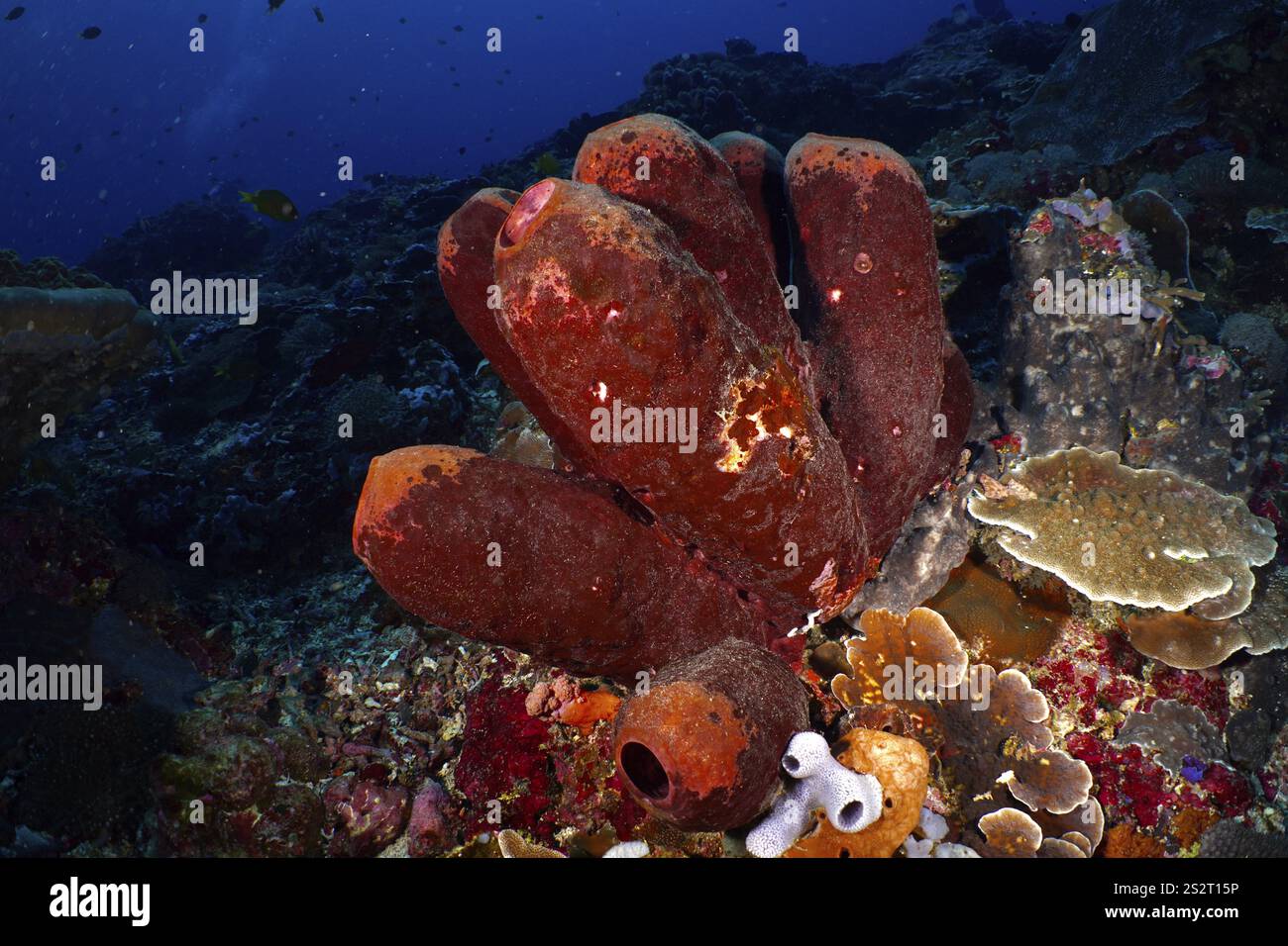 Brown tube sponge (Porifera) in a dark, mysterious underwater landscape ...