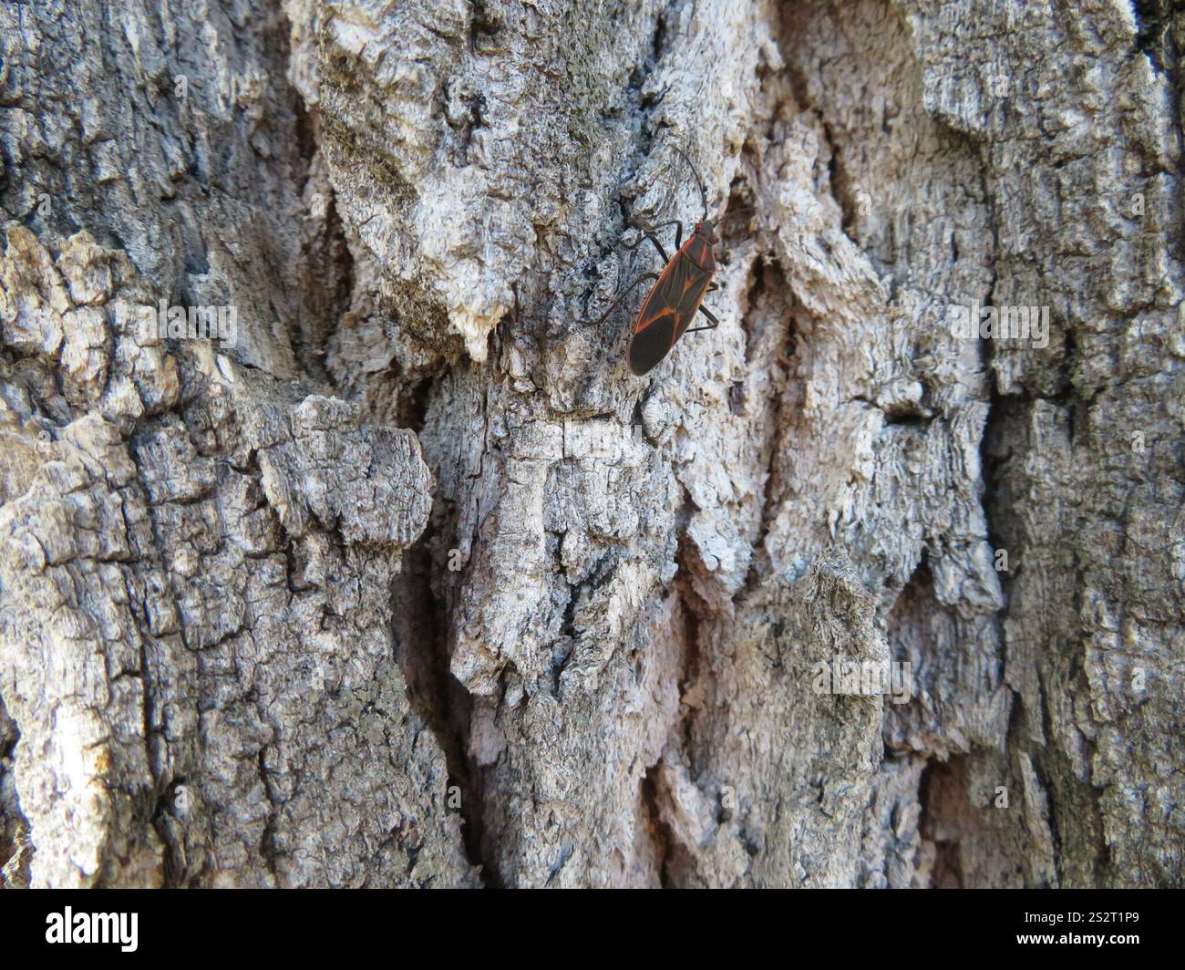 Eastern Boxelder Bug (Boisea trivittata Stock Photo - Alamy