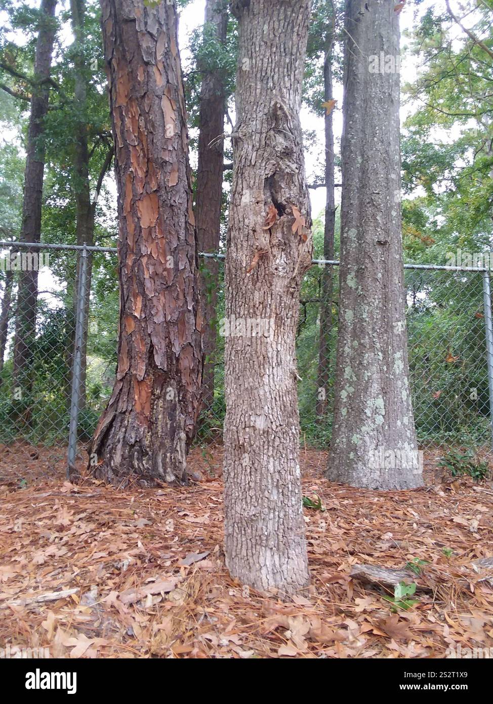 sand post oak (Quercus margaretiae Stock Photo - Alamy