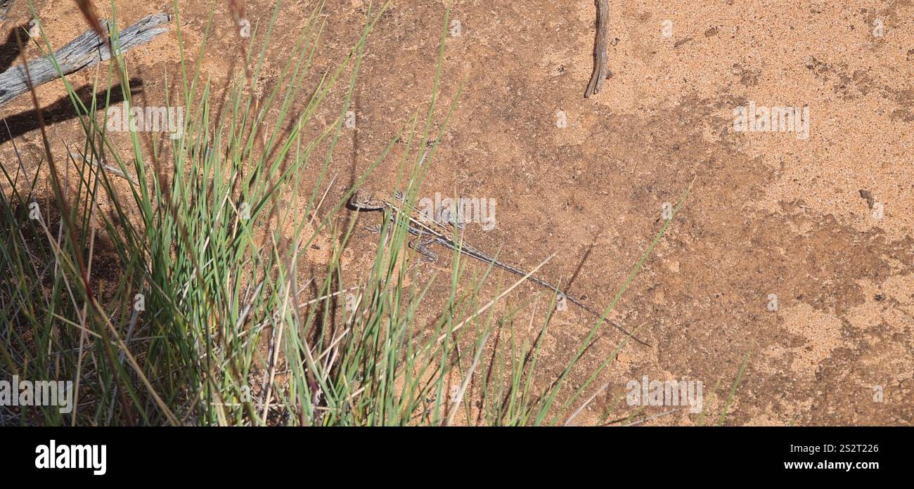 eastern mallee dragon (Ctenophorus spinodomus Stock Photo - Alamy