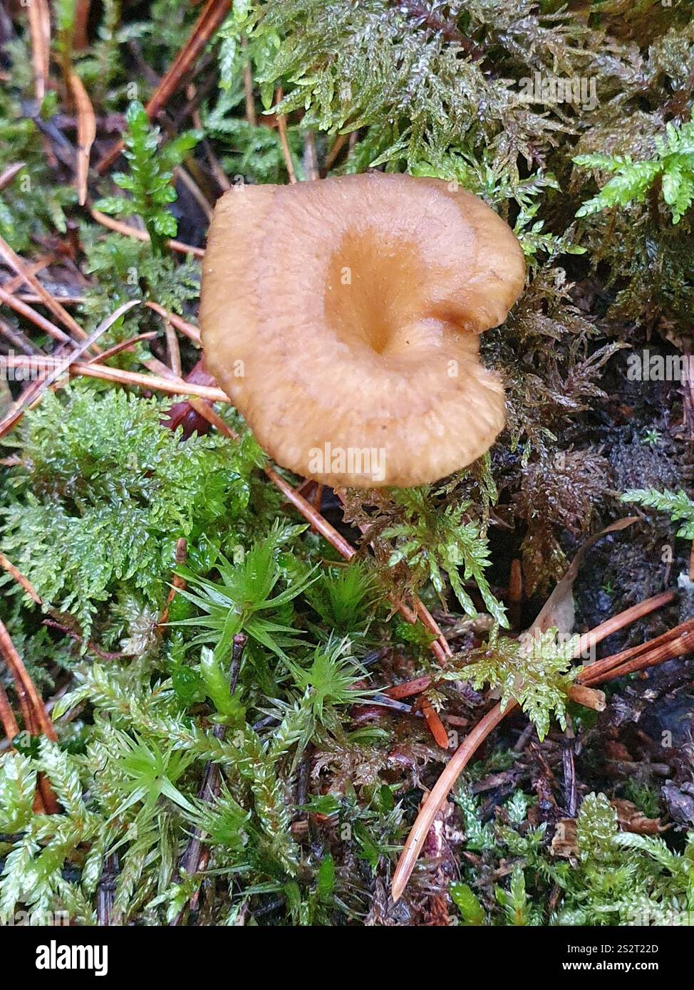Yellowfoot (Craterellus tubaeformis Stock Photo - Alamy