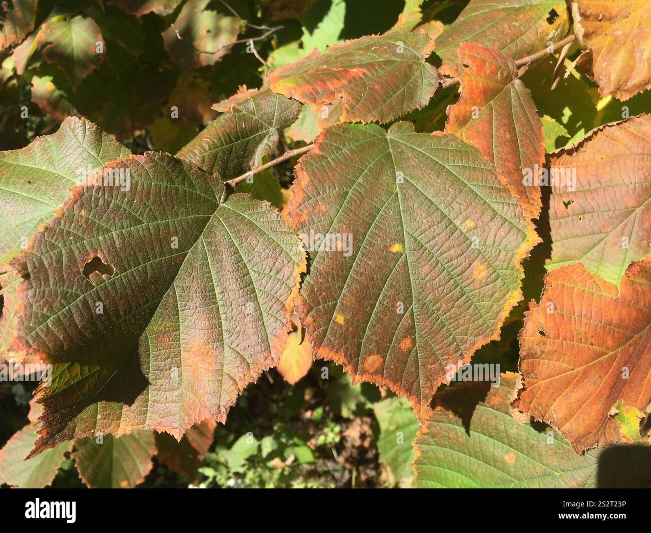 American hazelnut (Corylus americana Stock Photo - Alamy
