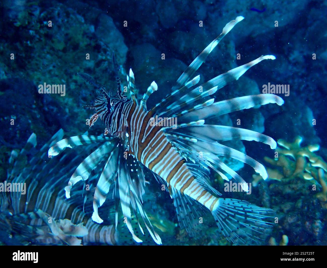 Indian Lionfish (Pterois miles Stock Photo - Alamy