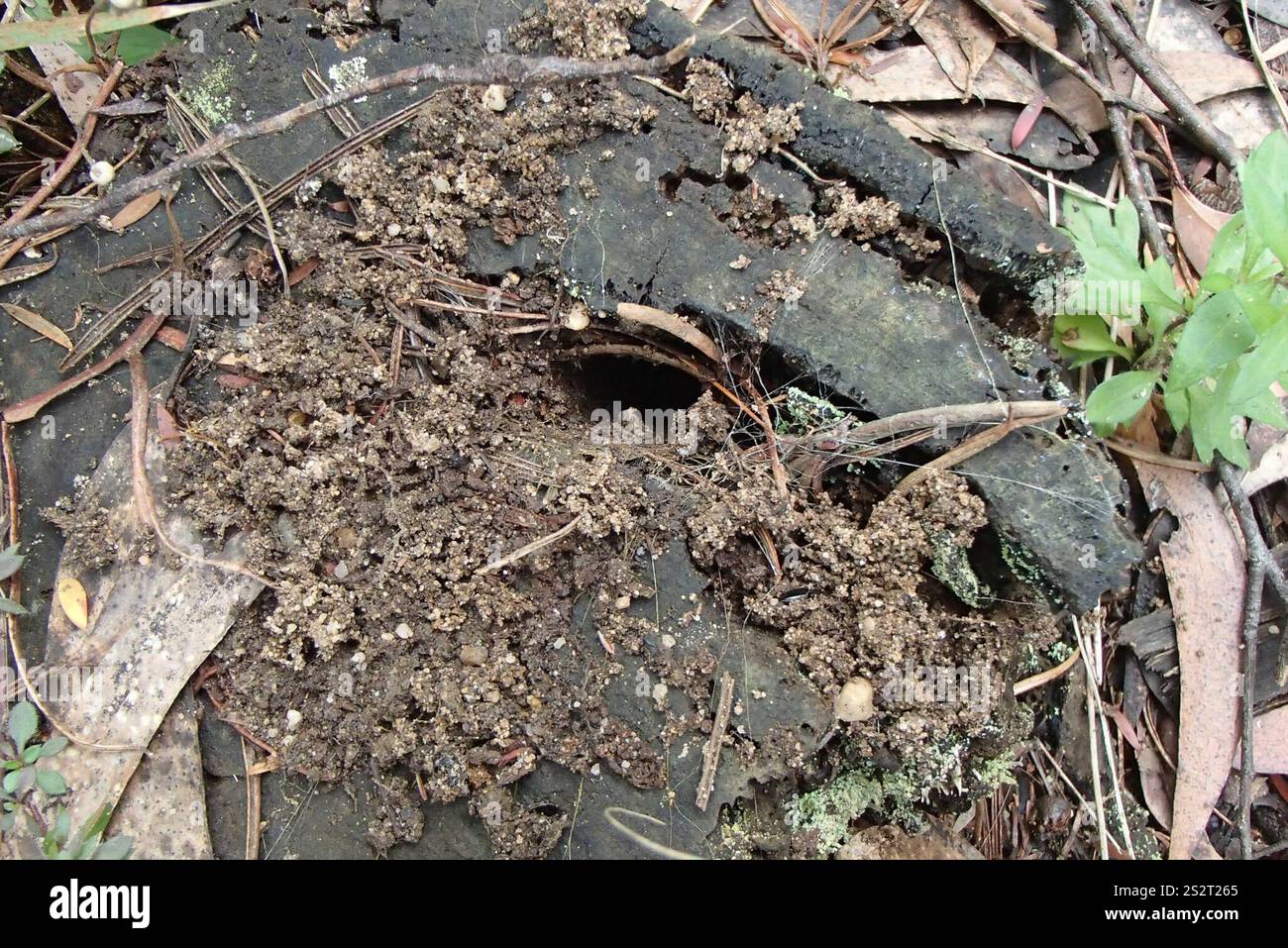 Blue Mountains Funnel-web Spider (Hadronyche versuta Stock Photo - Alamy