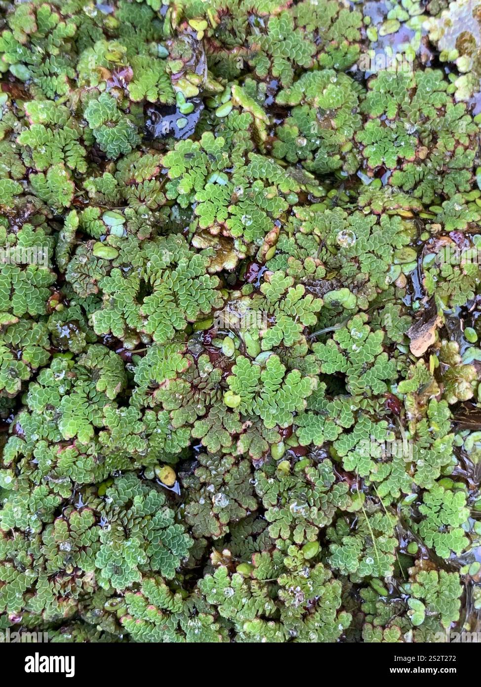 water fern (Azolla filiculoides Stock Photo - Alamy
