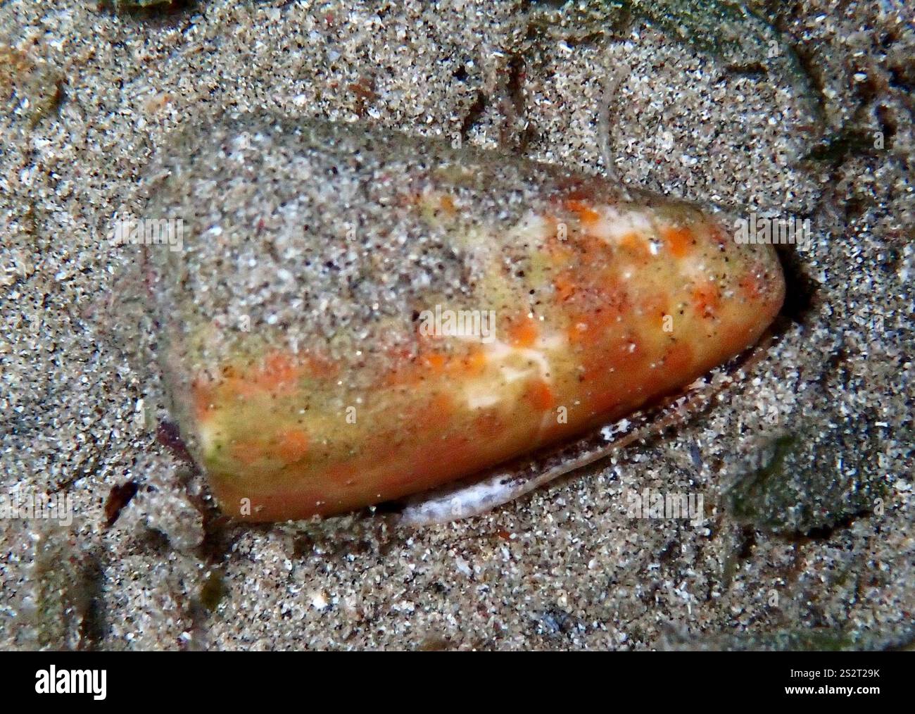 Tessellate Cone (Conus tessulatus Stock Photo - Alamy