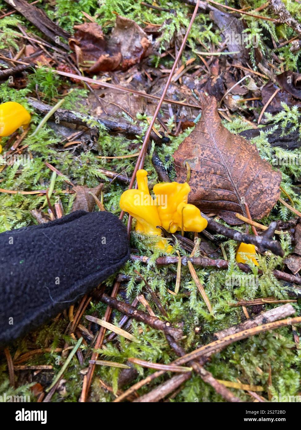 Irregular Earth Tongue (Neolecta irregularis Stock Photo - Alamy