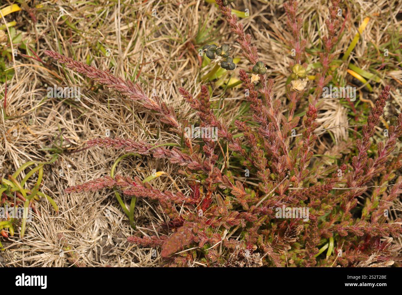 flowering plants (Angiospermae Stock Photo - Alamy
