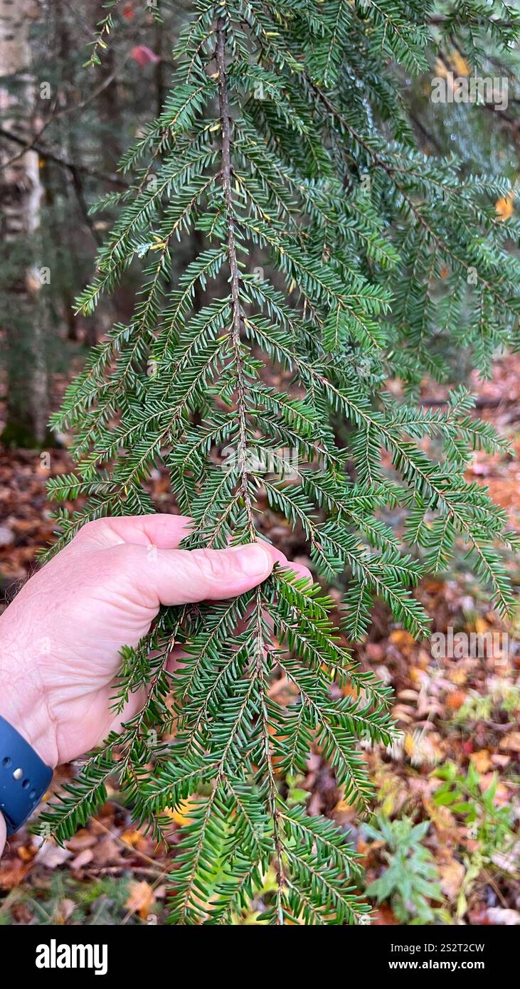 eastern hemlock (Tsuga canadensis Stock Photo - Alamy