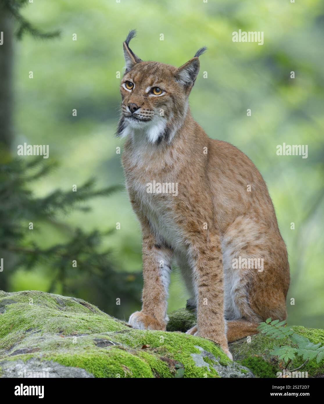Eurasian lynx (Lynx lynx) sitting on a moss-covered rock in the forest ...