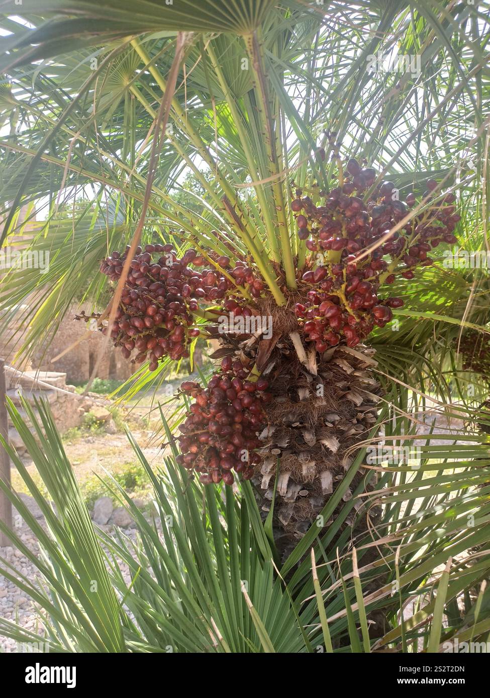 Mediterranean fan palm (Chamaerops humilis Stock Photo - Alamy