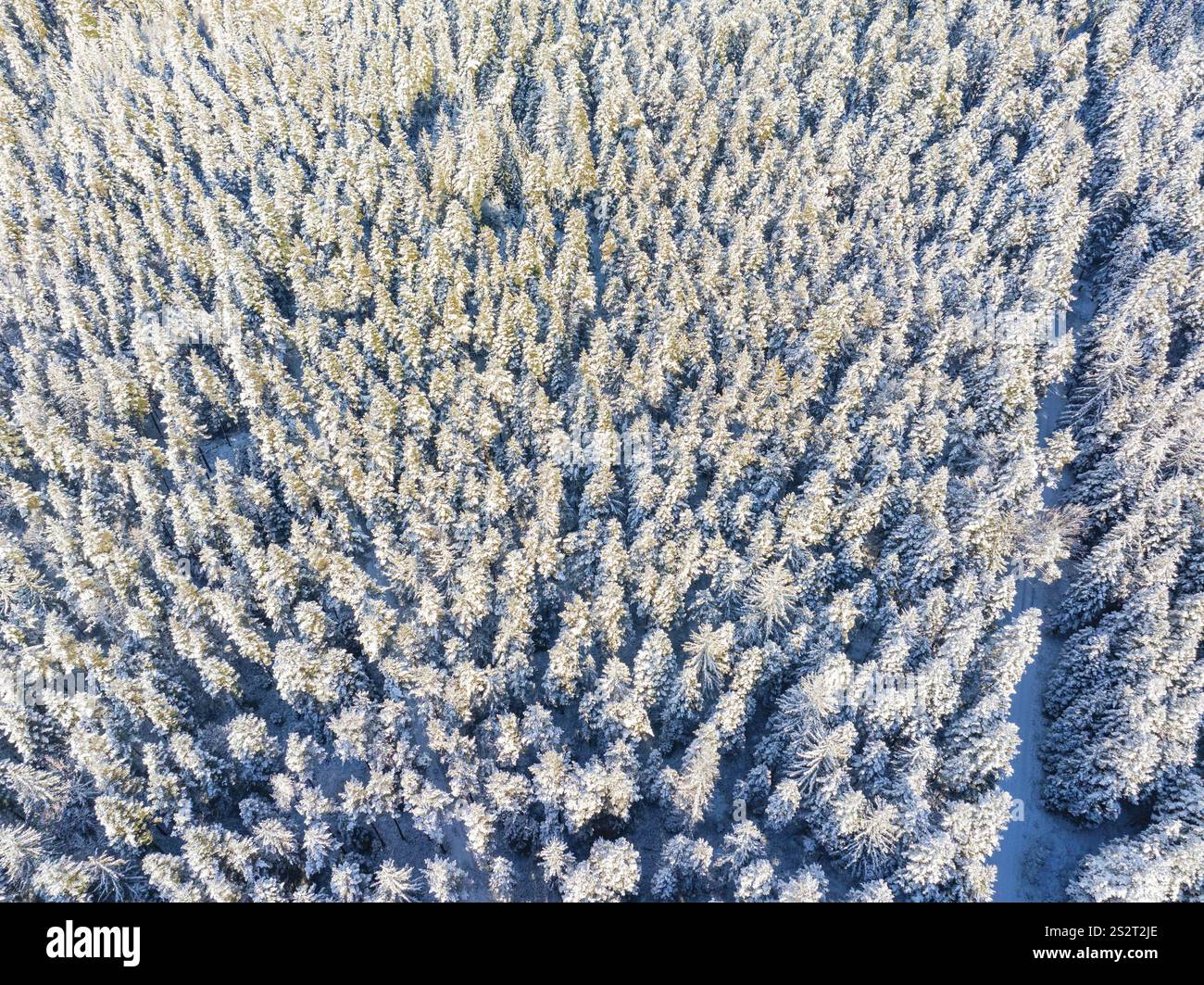 Snow-covered, textured forest in dense arrangement from a bird's eye ...