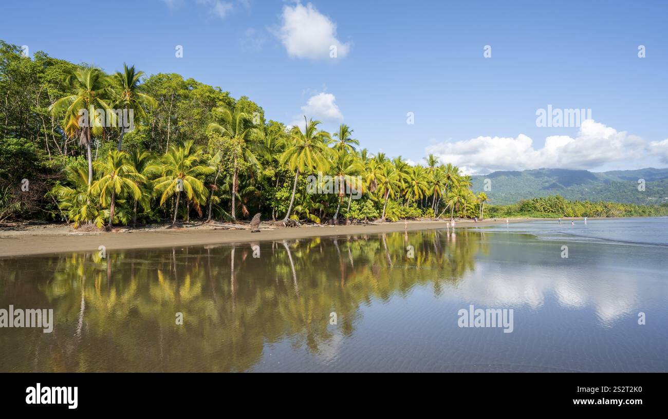 Sandy beach beach with palm trees by the sea, with reflection, Playa Uvita, Pacific coast ...