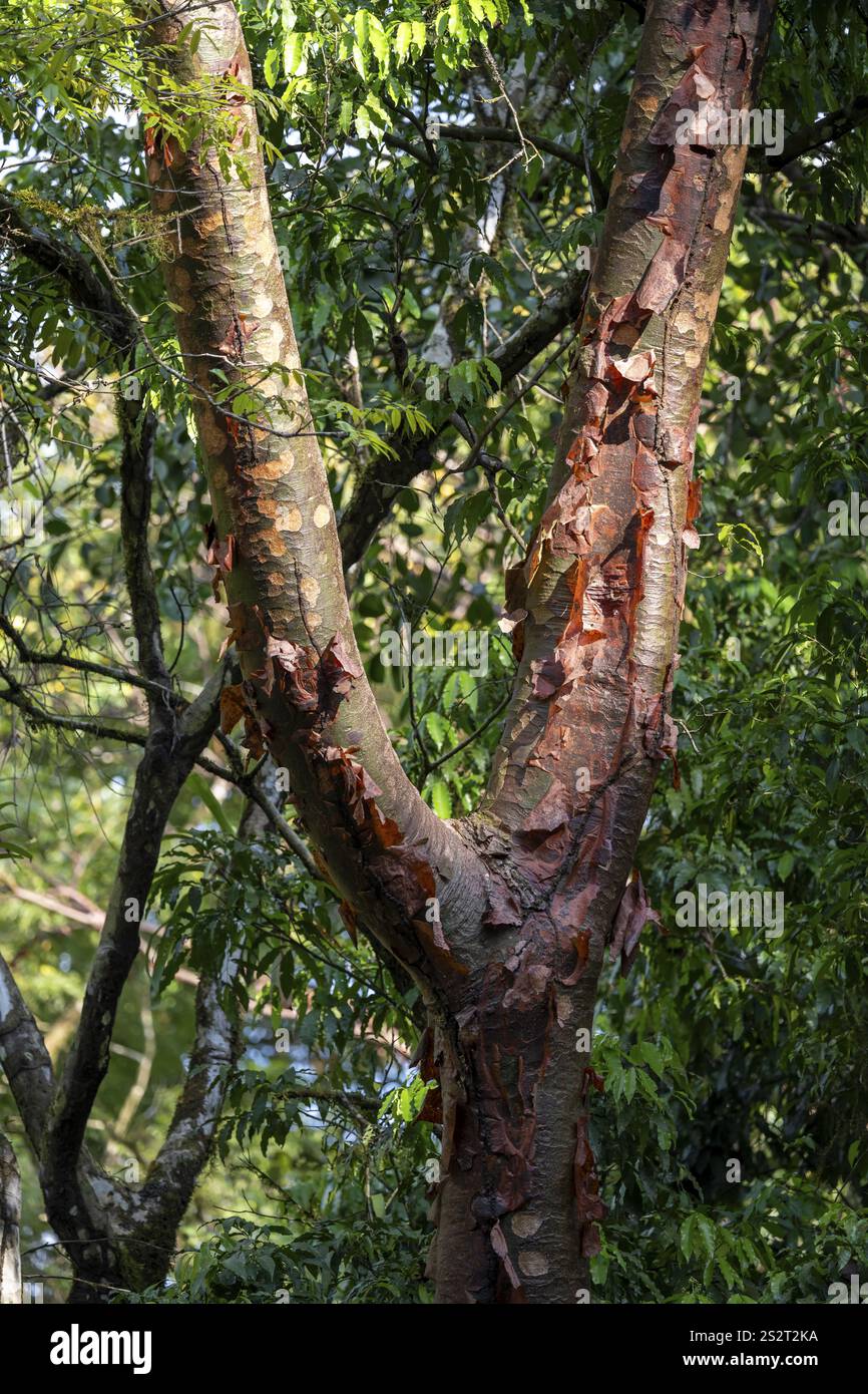 Red tree bark peeling off the trunk, tree trunk in the rainforest ...