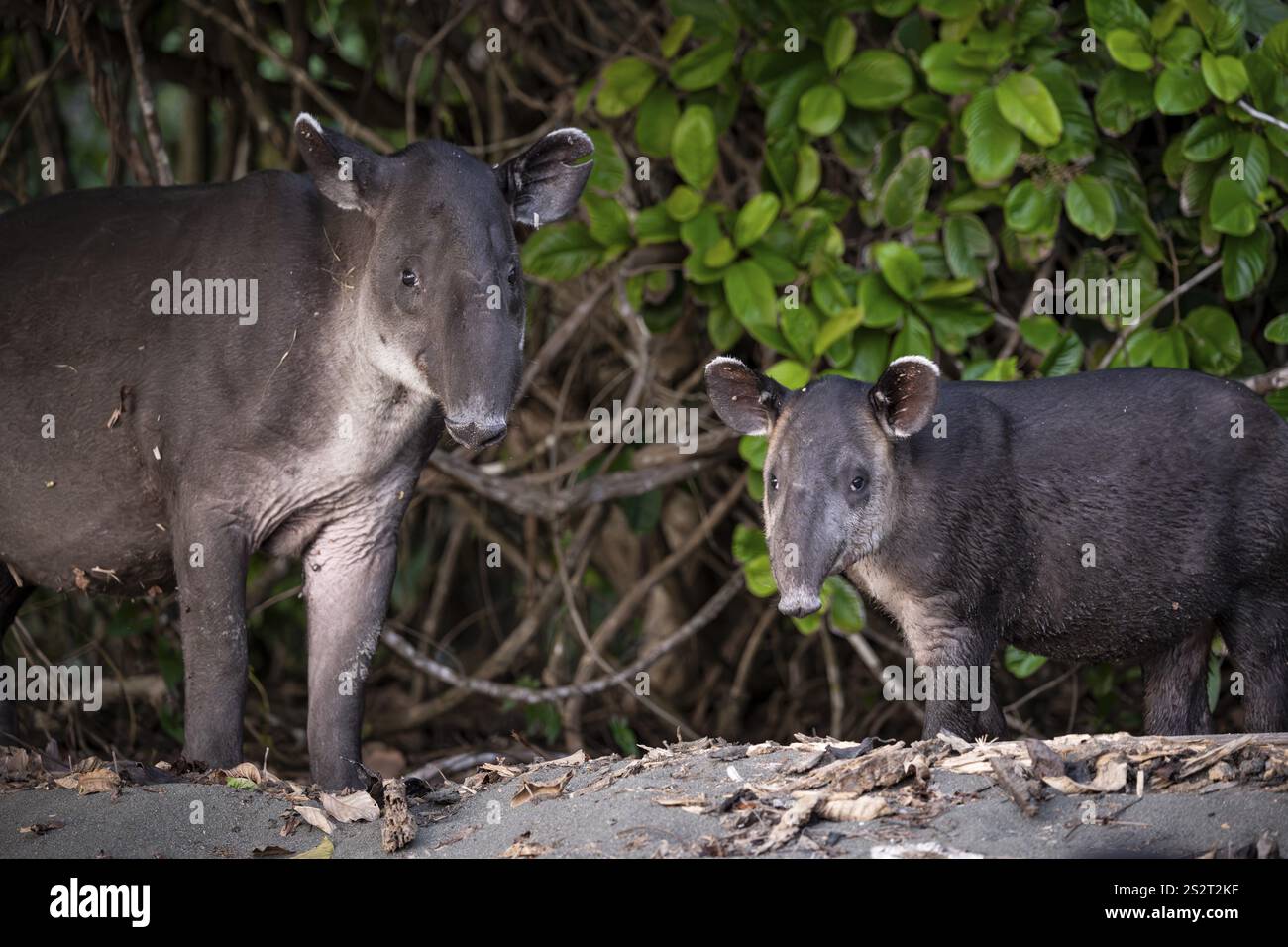 Baird's tapir (Tapirus bairdii), mother and young, looking into the ...