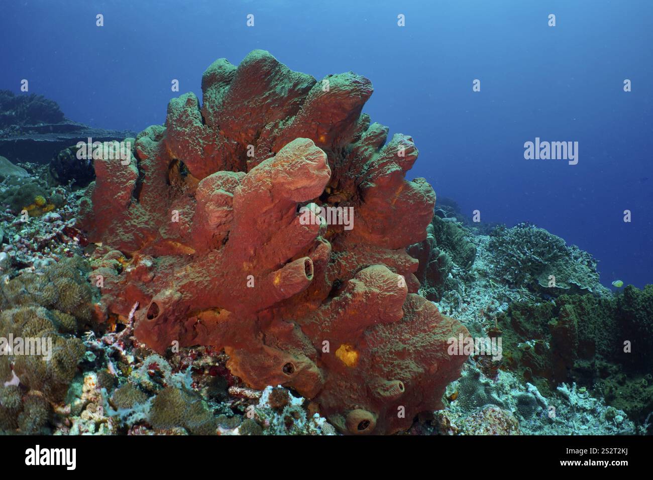 Brown tube sponge (Porifera) in a colourful underwater landscape, dive ...