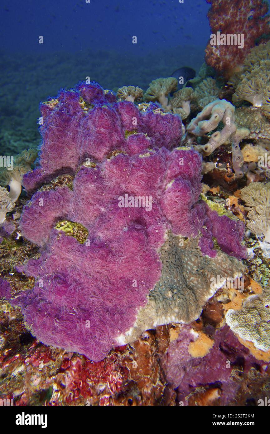 Purple ray finned sponge hi-res stock photography and images - Alamy