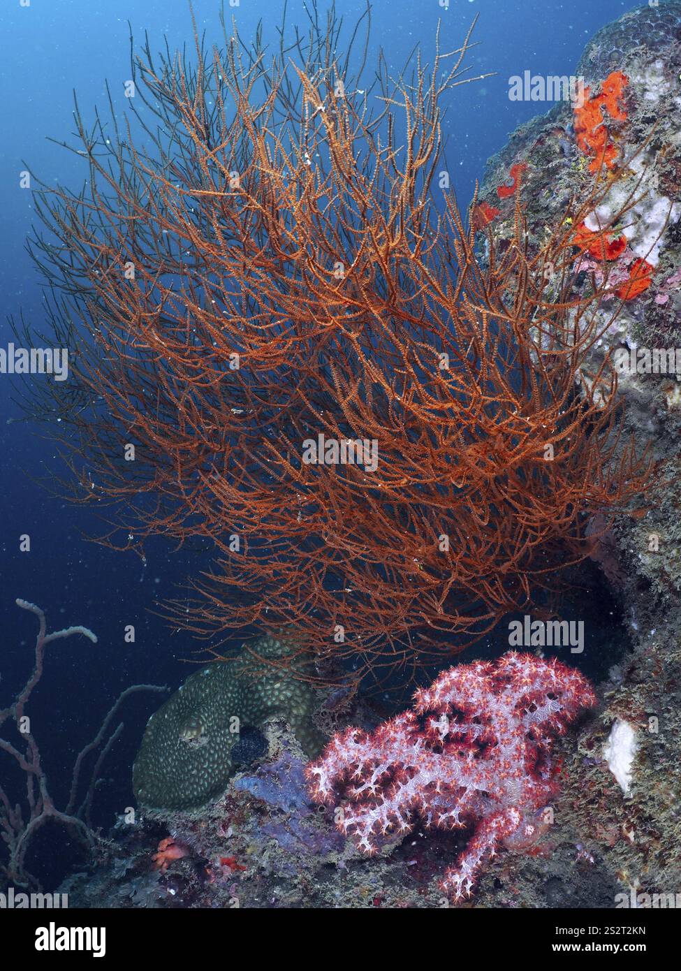 An orange-coloured Black coral (Antipathes dichotoma) rises in front of ...