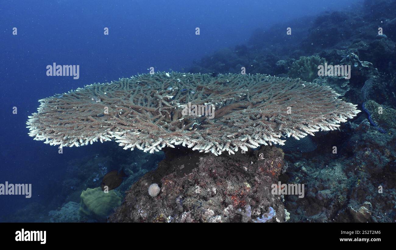 Hyacinth table corals hi-res stock photography and images - Alamy