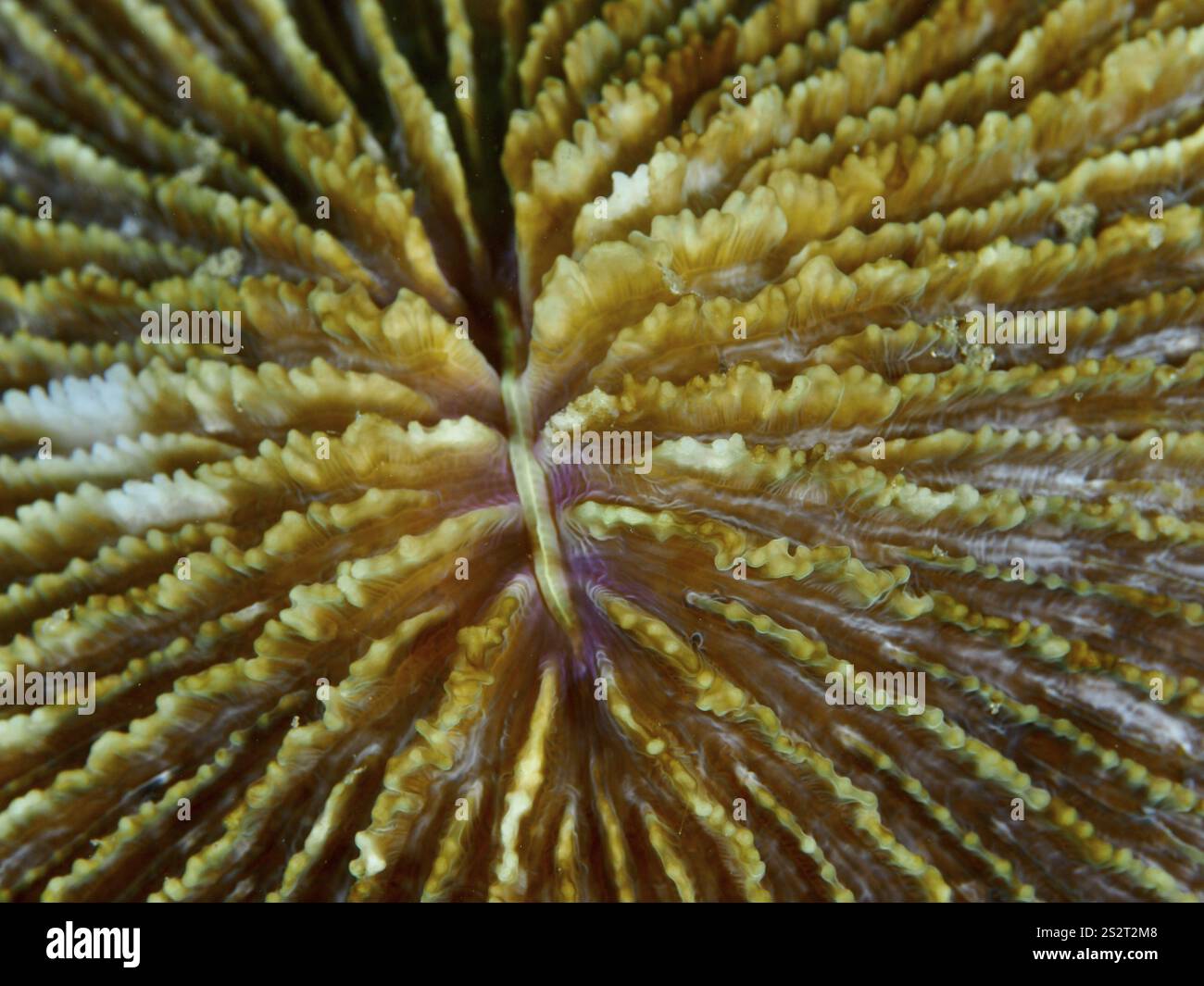 Detailed view coral reef structures hi-res stock photography and images ...