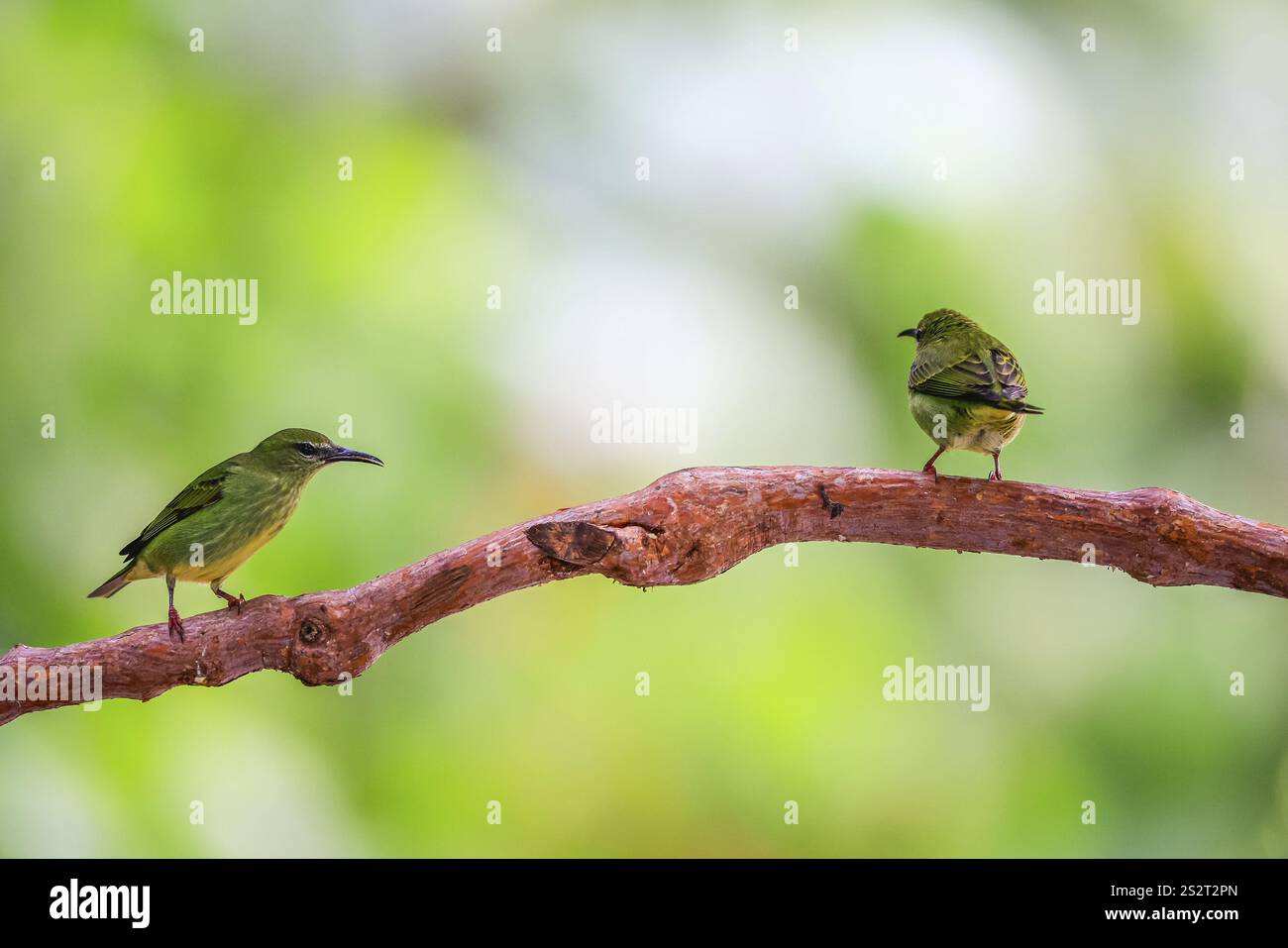 Flame tanager (Pamphecelus passerinii), tanager (Thraupidae), Alajuela ...