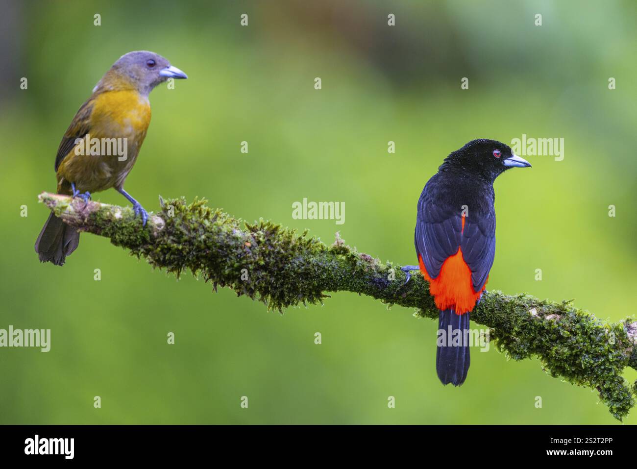 Flame tanager (Pamphecelus passerinii), tanager (Thraupidae), Costa ...