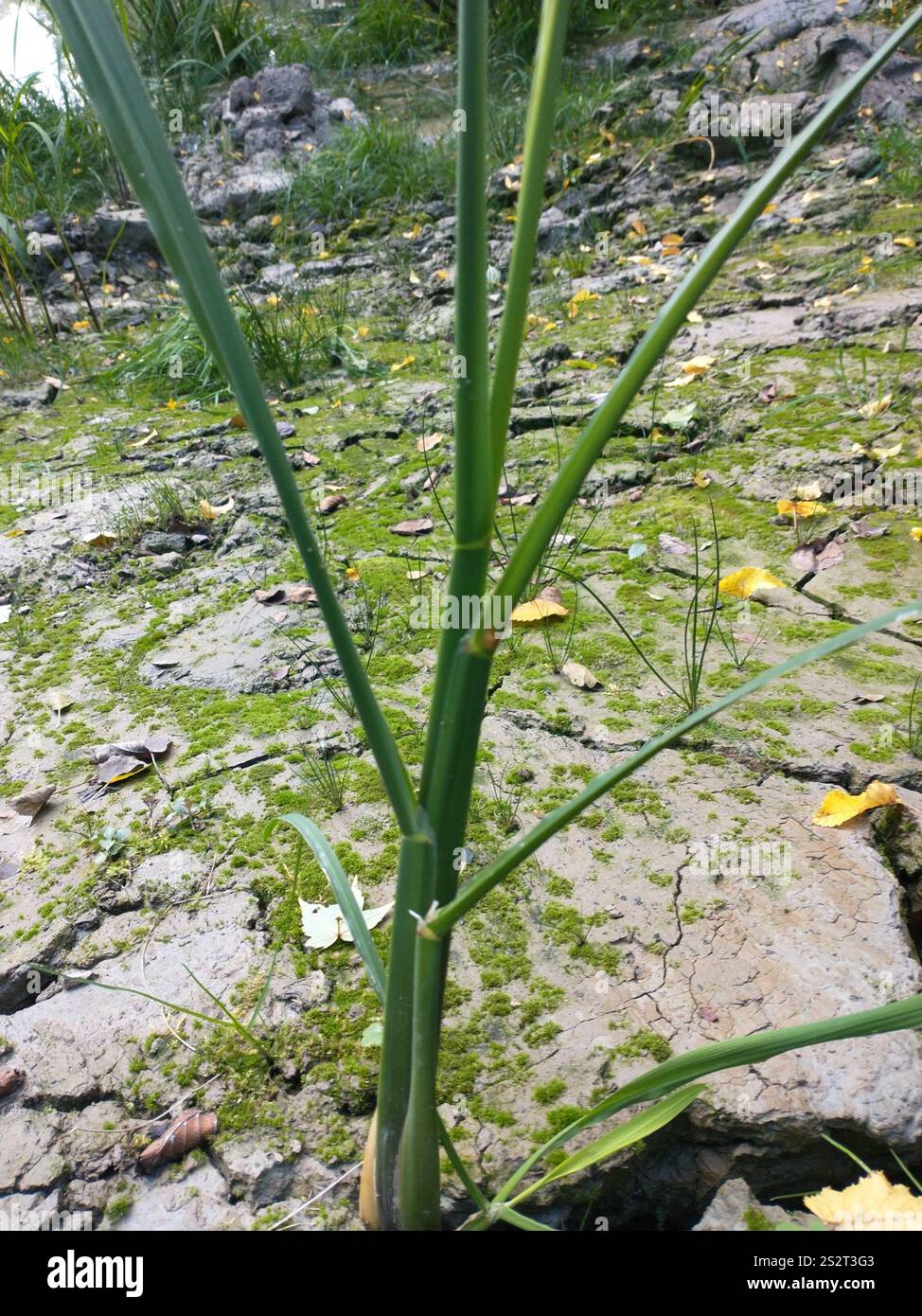 Manchurian wild rice (Zizania latifolia Stock Photo - Alamy