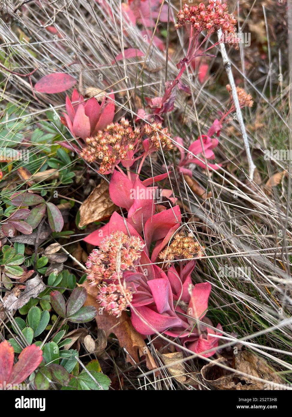 Allegheny stonecrop (Hylotelephium telephioides Stock Photo - Alamy