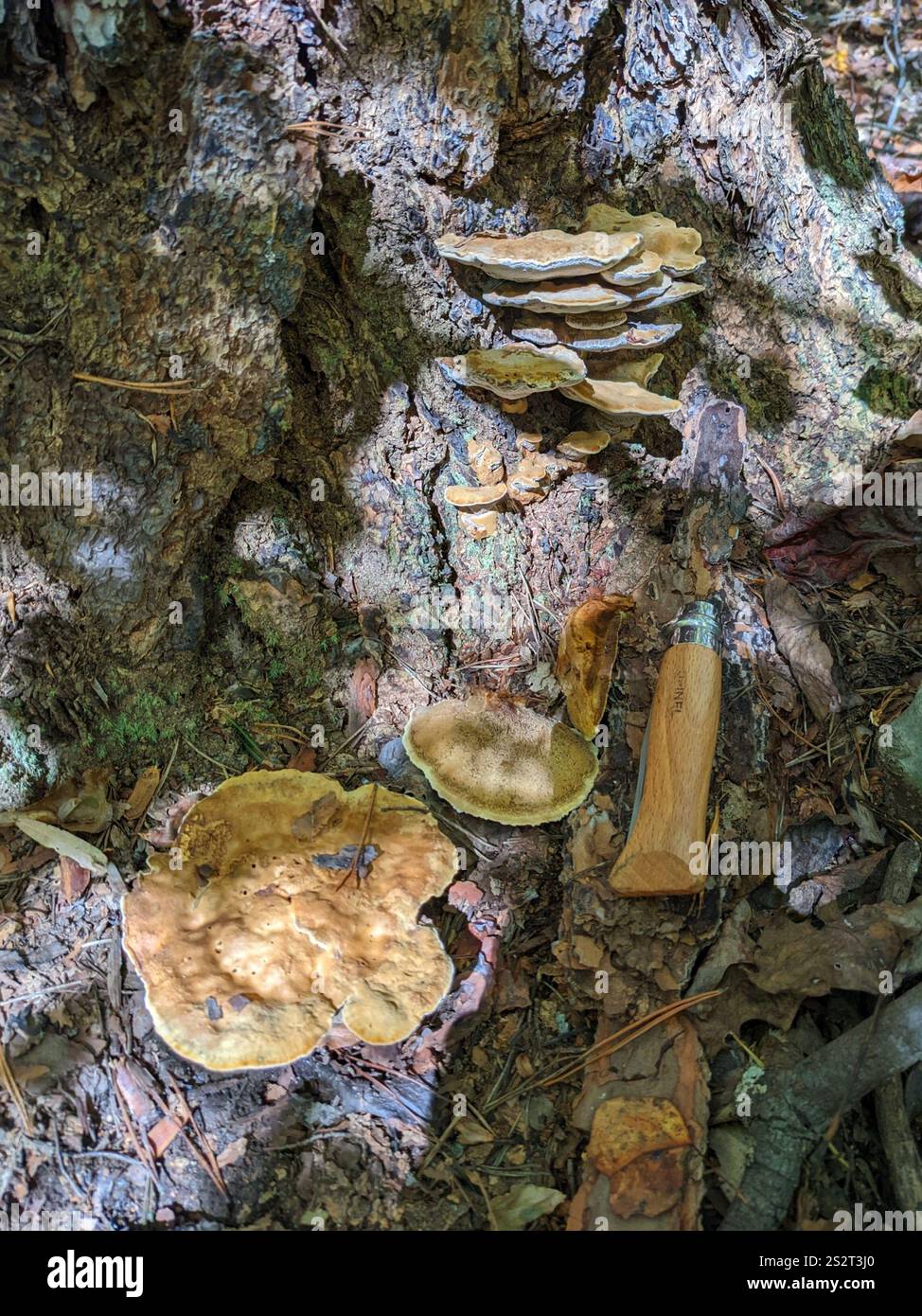 Cerrena hi-res stock photography and images - Alamy