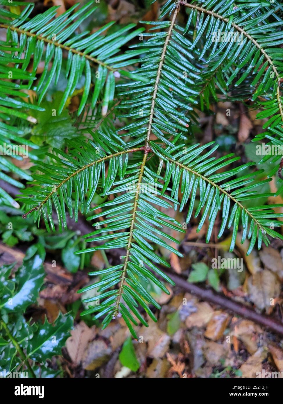 grand fir (Abies grandis Stock Photo - Alamy