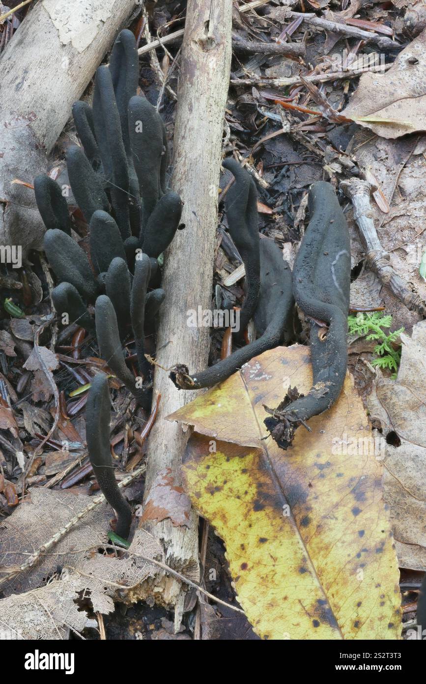 Earth Tongues (Geoglossum Stock Photo - Alamy