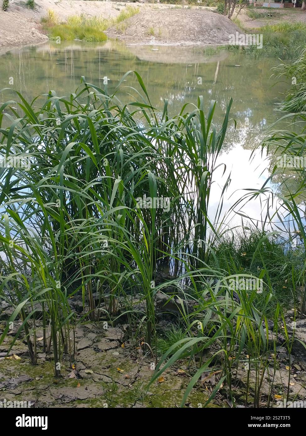 Manchurian wild rice (Zizania latifolia Stock Photo - Alamy