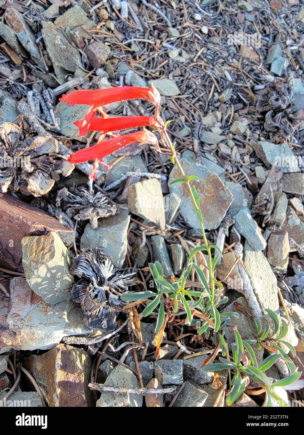 Bridges' penstemon (Penstemon rostriflorus Stock Photo - Alamy