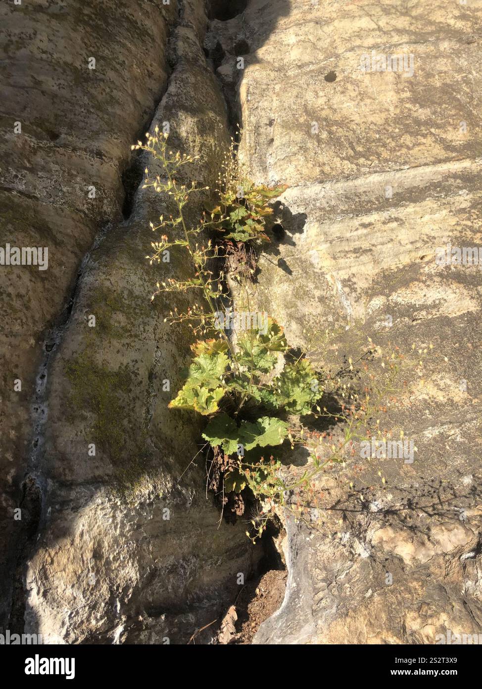 littleflower alumroot (Heuchera parviflora saurensis Stock Photo - Alamy