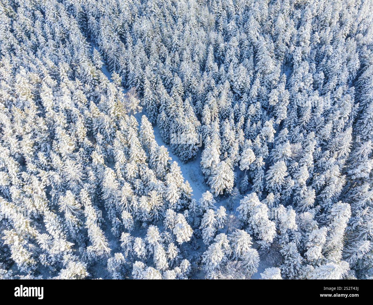 Dense tree crowns covered hi-res stock photography and images - Alamy