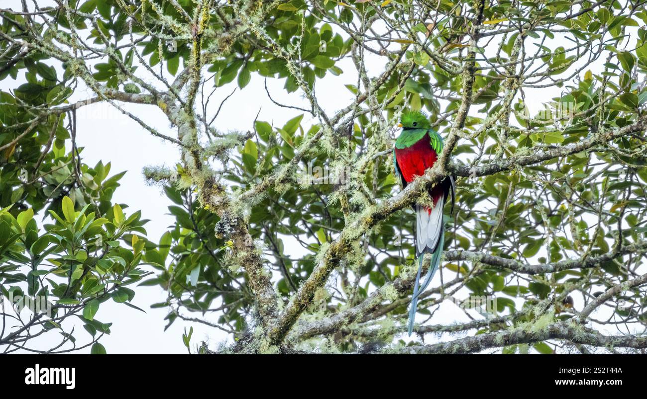 Quetzal (Pharomachrus mocinno) sitting on a tree in the cloud forest ...