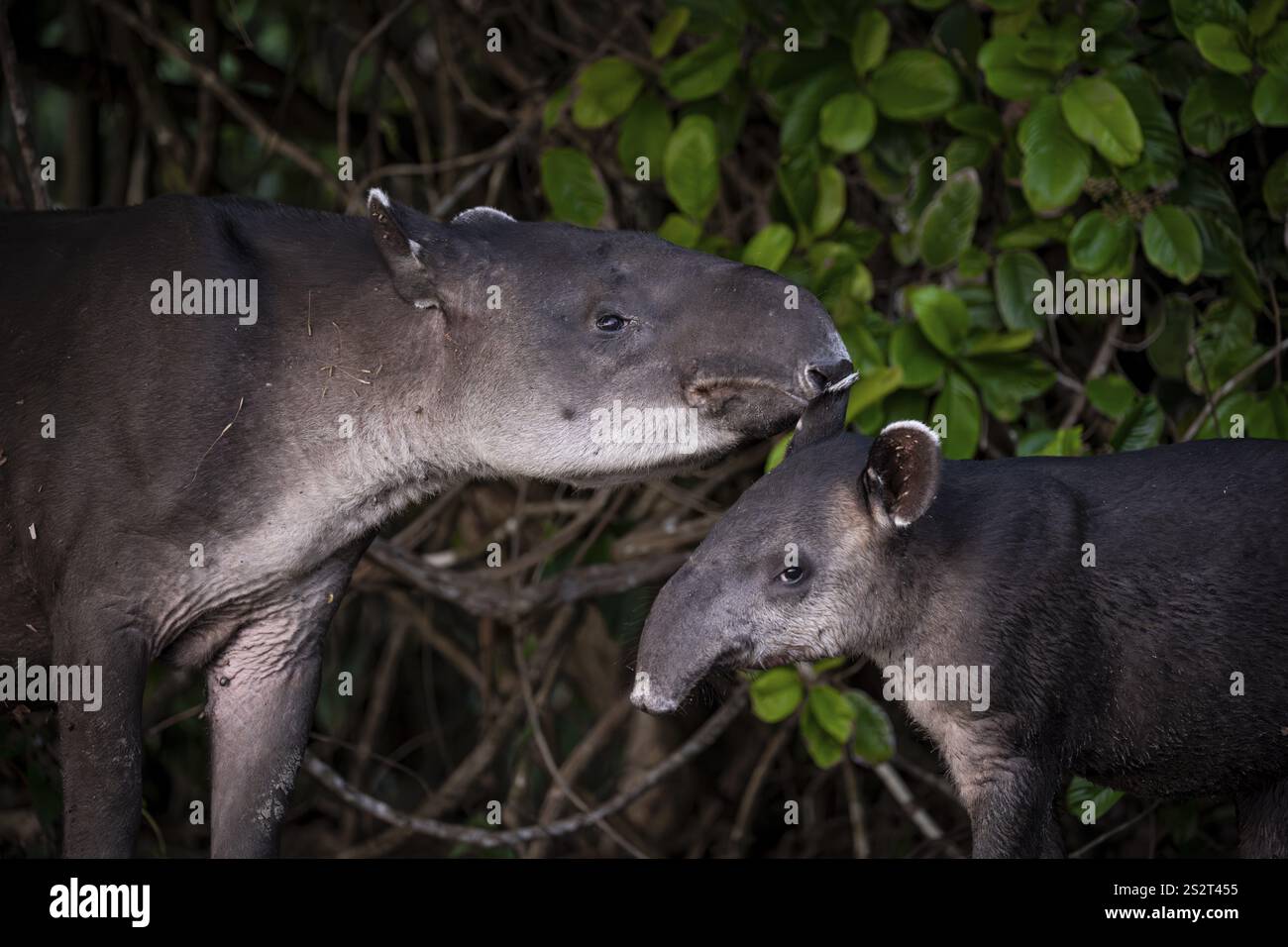 Baird's tapir (Tapirus bairdii), mother and young, looking into the ...