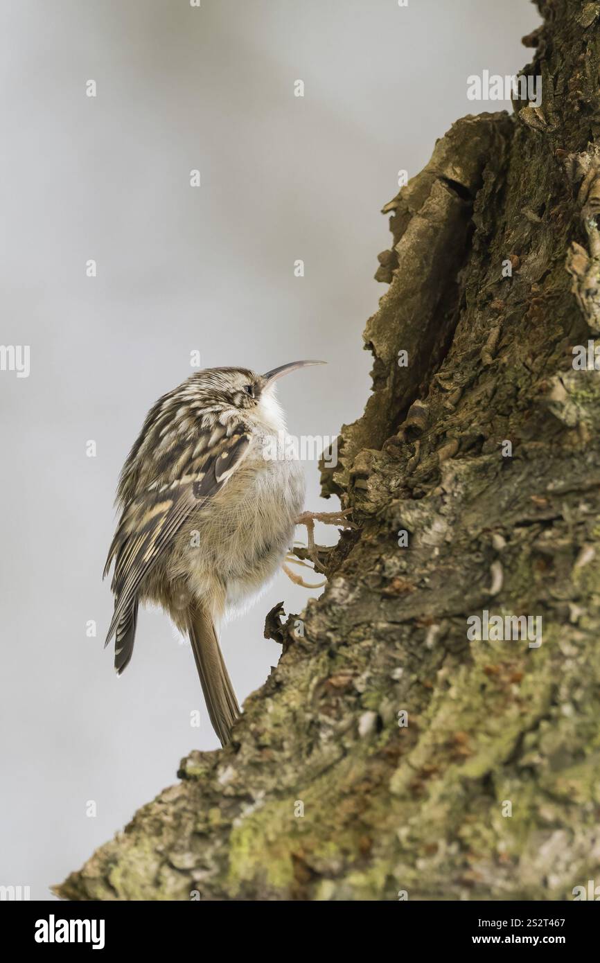 Garden treecreeper (Certhia brachydactyla) on tree bark with natural ...