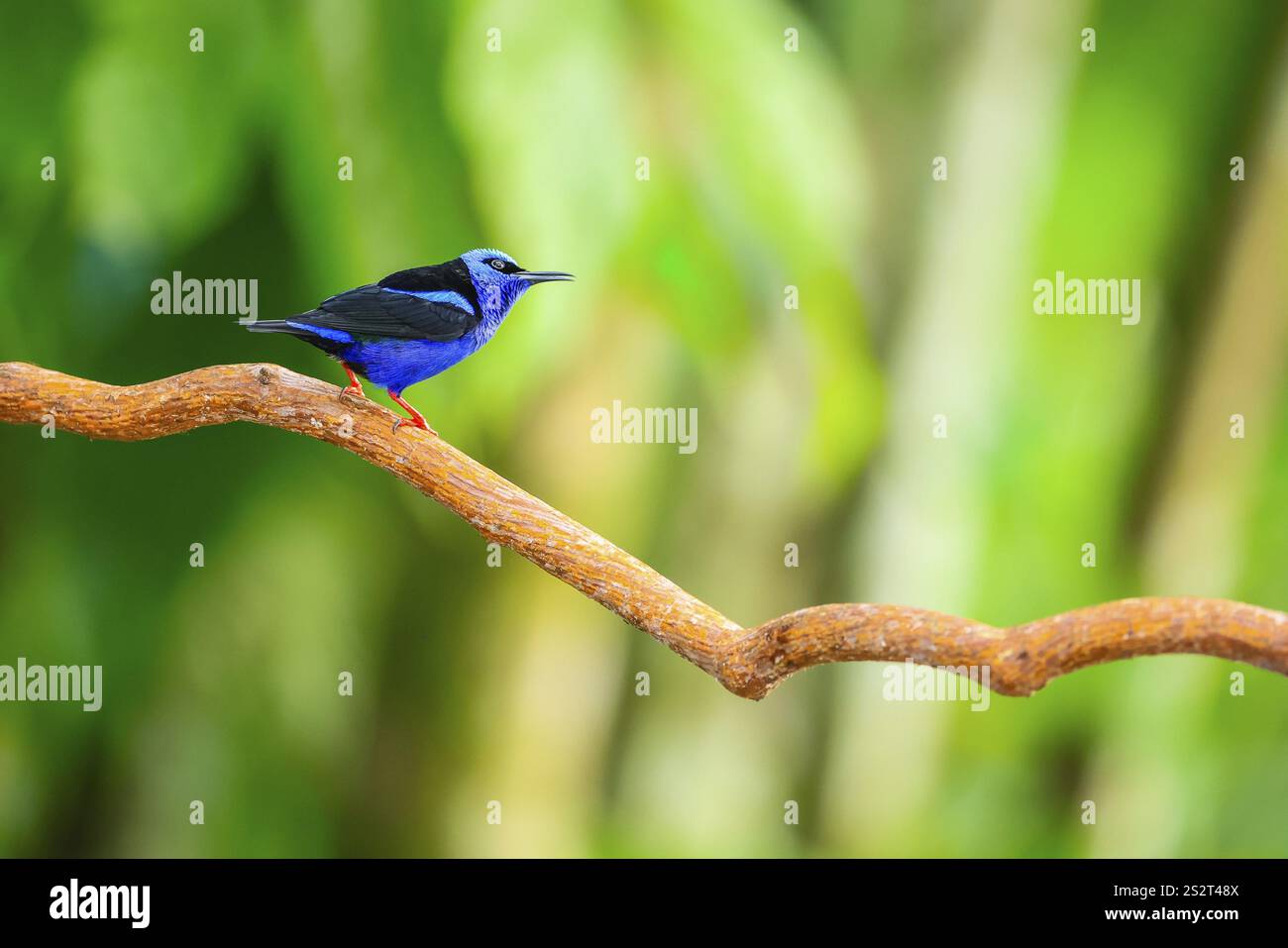 Red-footed honey suckers (Cyanerpes cyaneus), tanagers (Thraupidae ...