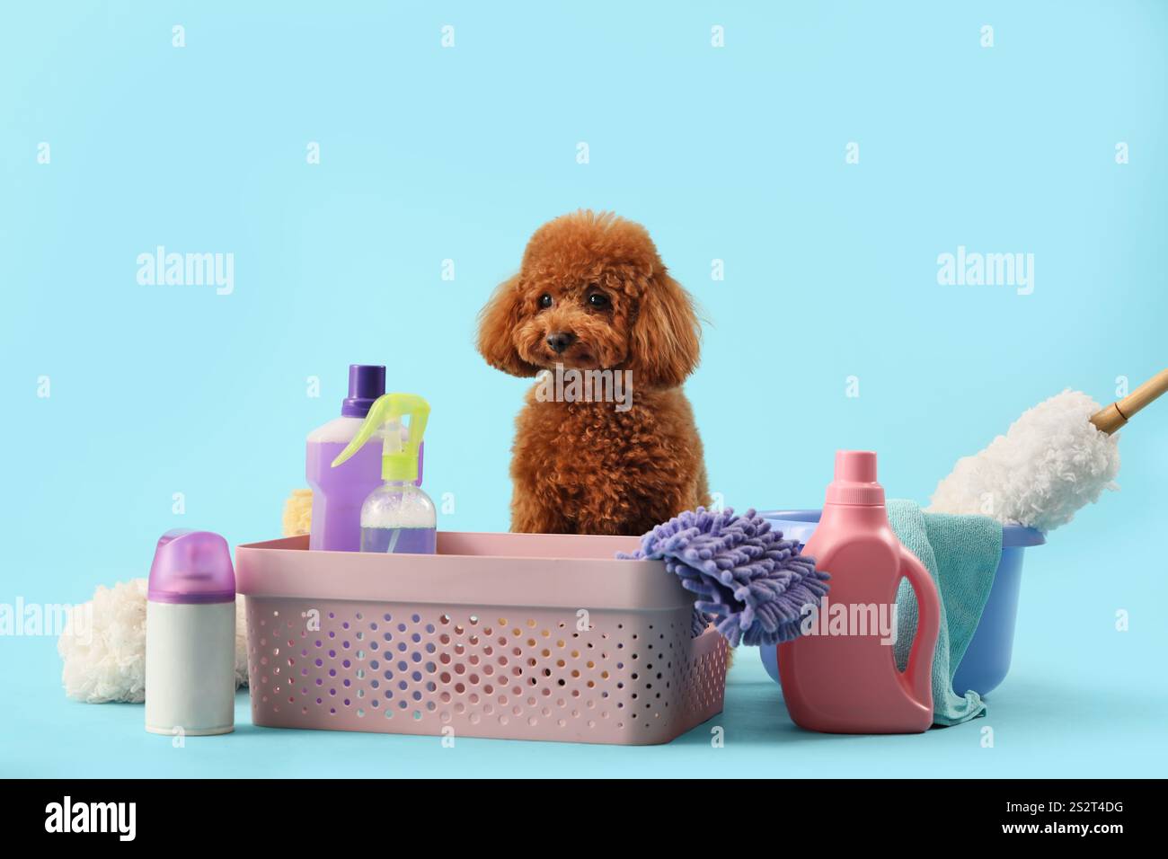 Cute Toy Poodle with cleaning supplies on blue background Stock Photo ...
