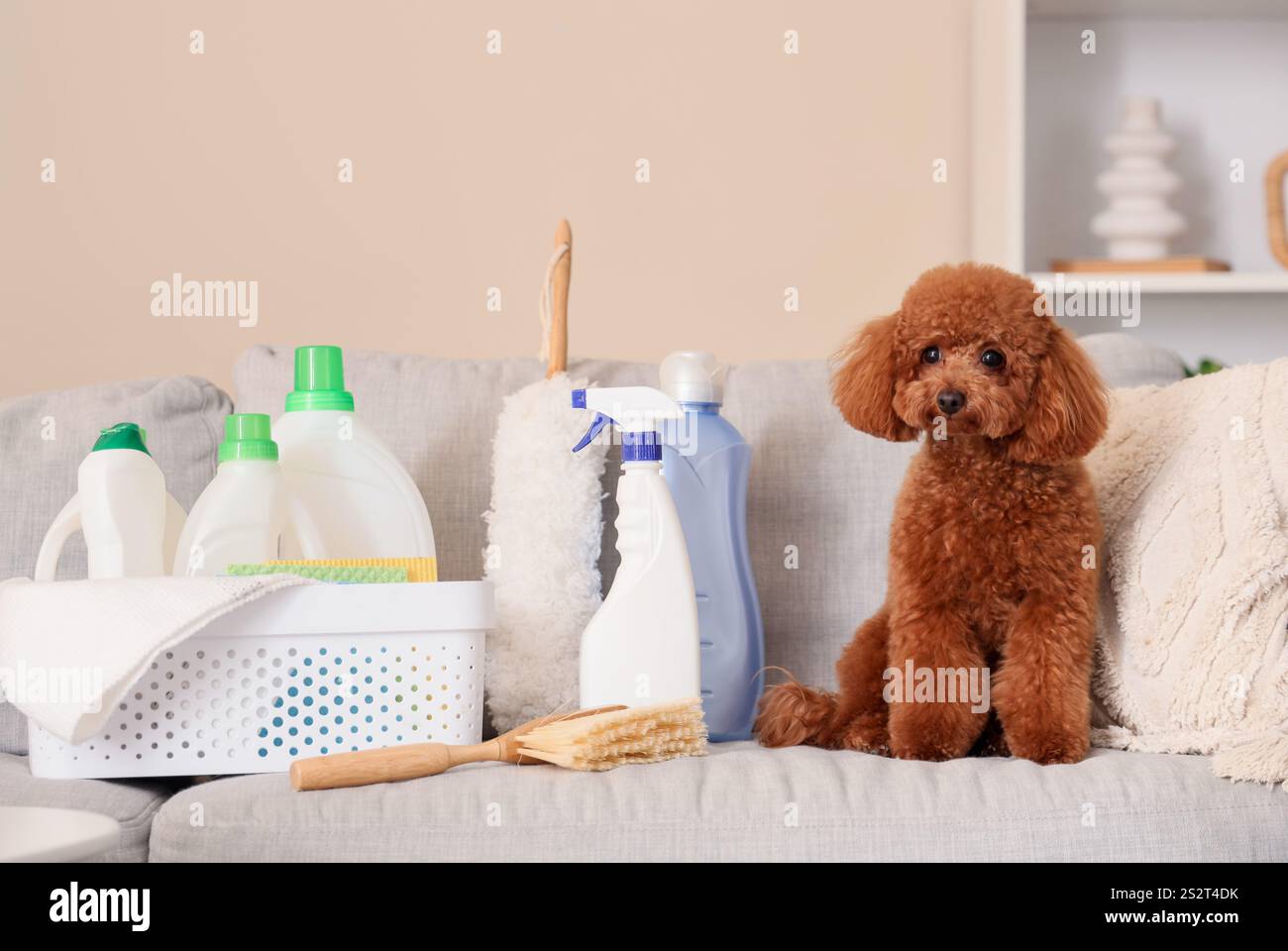 Cute Toy Poodle with cleaning supplies on sofa at home Stock Photo - Alamy