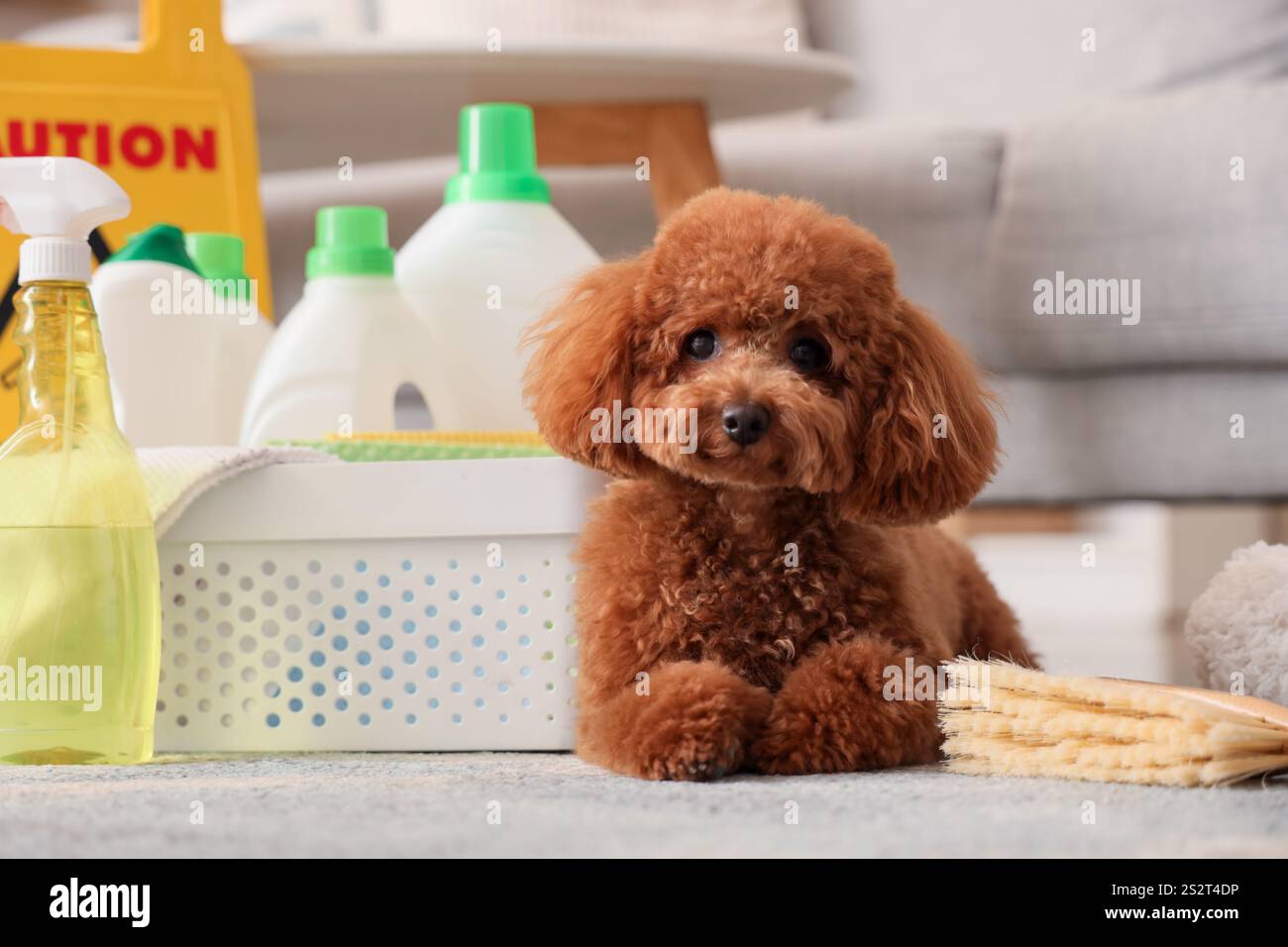 Cute Toy Poodle with cleaning supplies lying on carpet at home Stock ...