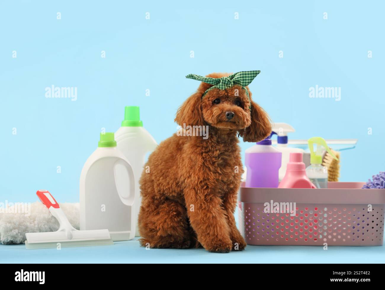 Cute Toy Poodle with cleaning supplies on blue background Stock Photo ...