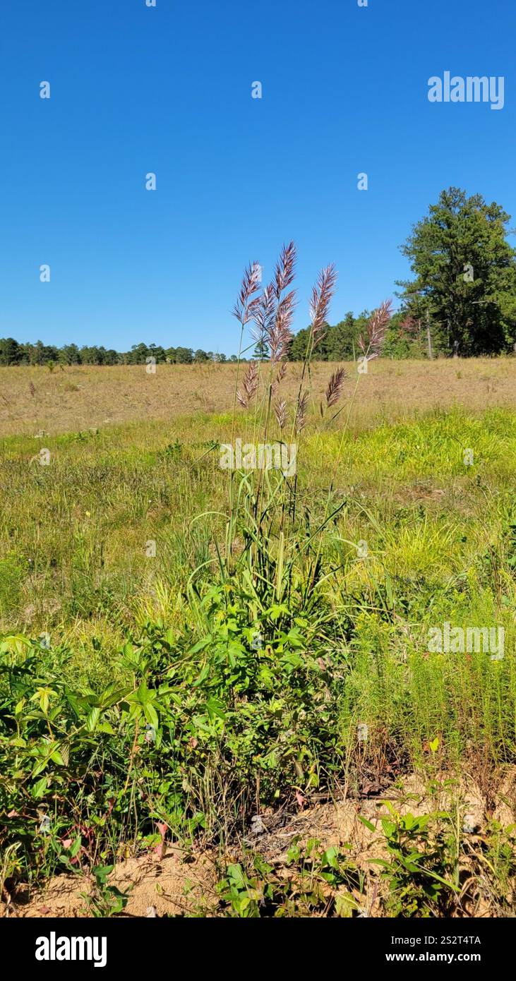 sugarcane plumegrass (Erianthus giganteus Stock Photo - Alamy