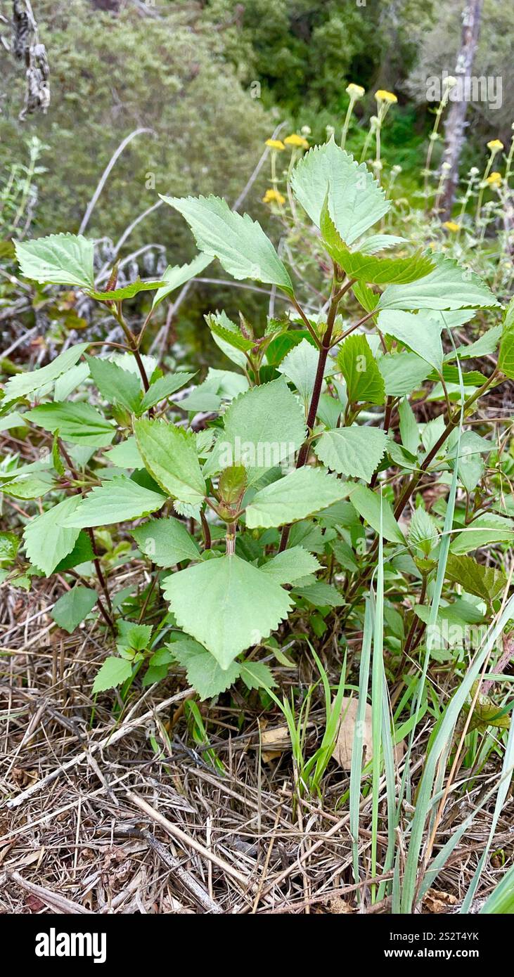 Crofton Weed (Ageratina adenophora Stock Photo - Alamy