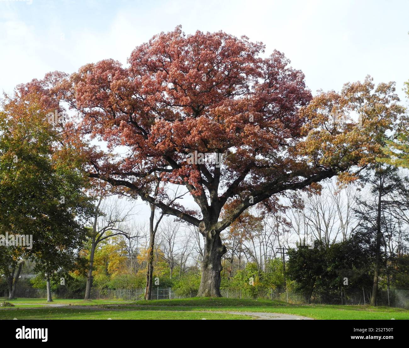 white oak (Quercus alba Stock Photo - Alamy