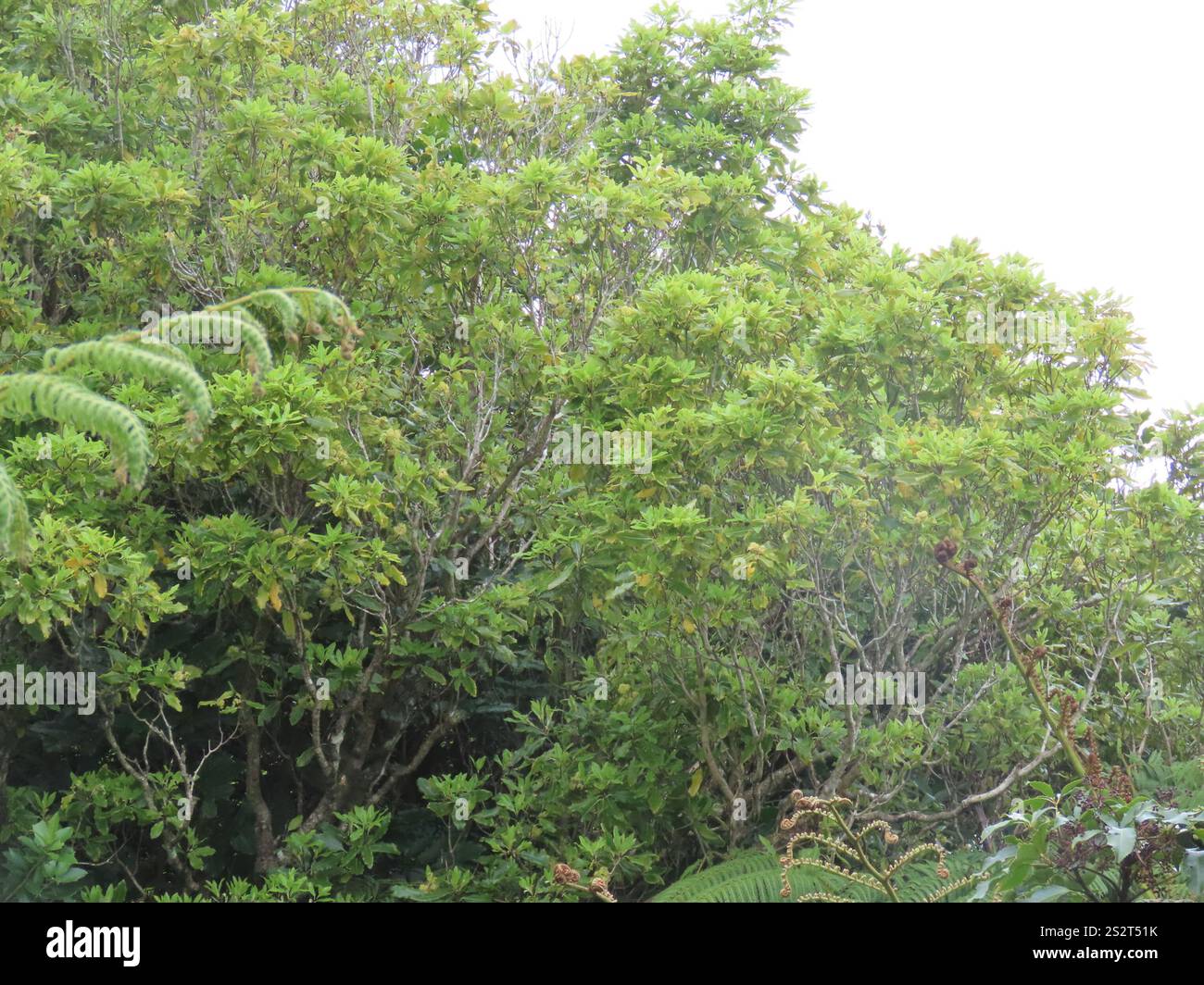 tarata (Pittosporum eugenioides Stock Photo - Alamy
