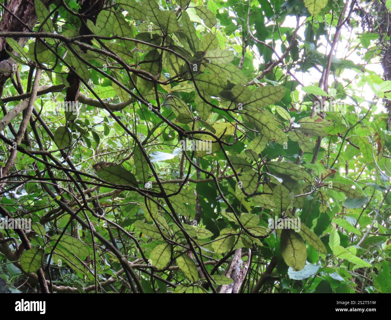 Heketara (Olearia rani Stock Photo - Alamy